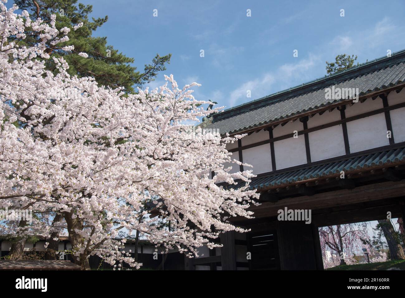 In Hirosakijo castle, cherry trees and the main gate Stock Photo - Alamy