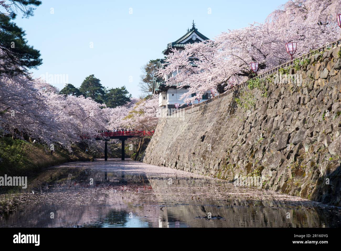 Hirosaki Castle with full bloomed cherry trees Stock Photo - Alamy