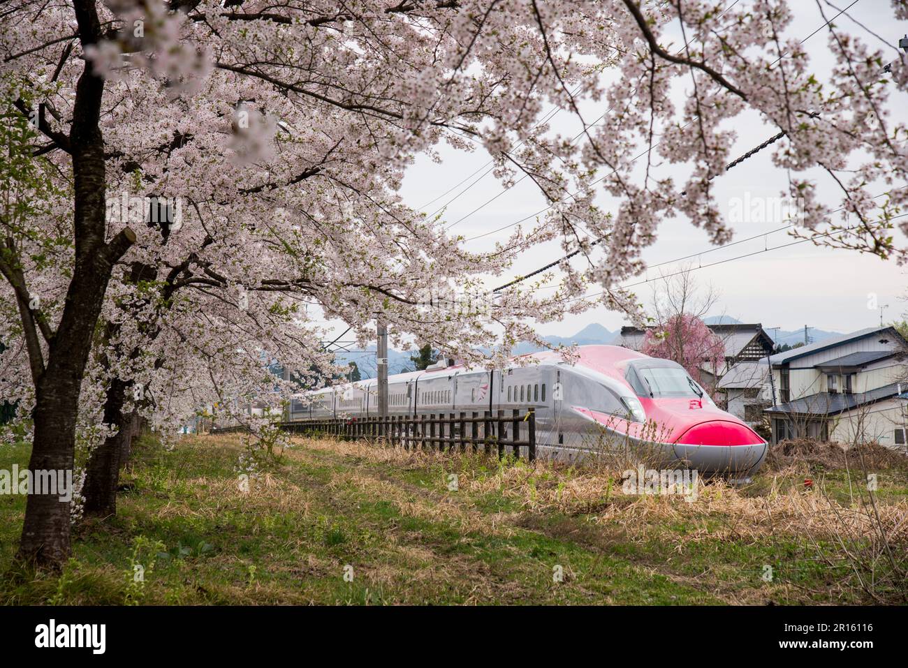 Komachi cherry blossom hi-res stock photography and images - Alamy