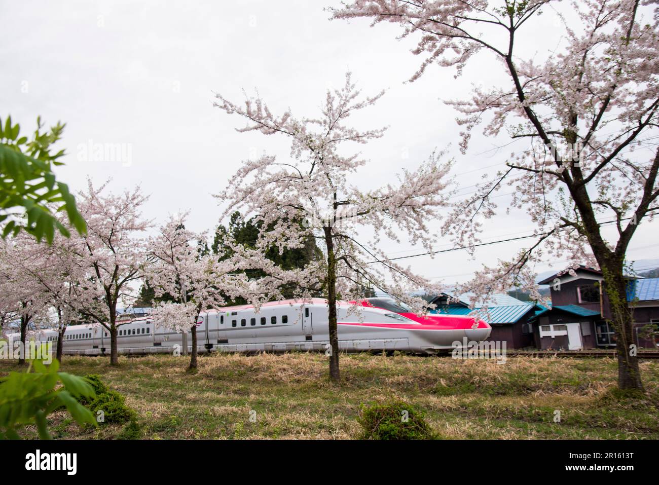 Komachi cherry blossom hi-res stock photography and images - Alamy