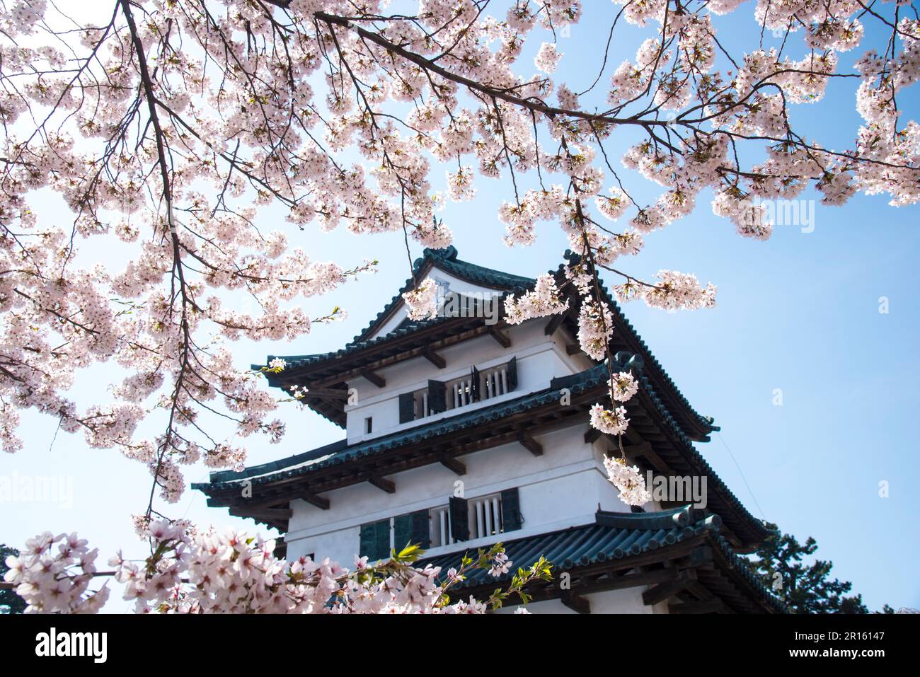 Cherry blossoms in full bloom and Hirosaki Castle castle tower Stock ...
