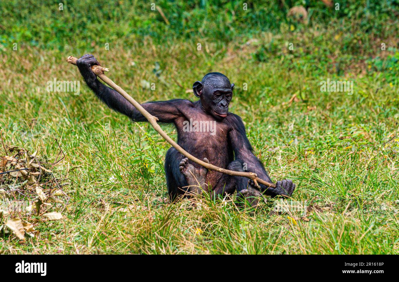 Bonobo (Pan paniscus) Lola ya Bonobo sanctuary, Kinshasa, Congo Stock Photo - Alamy