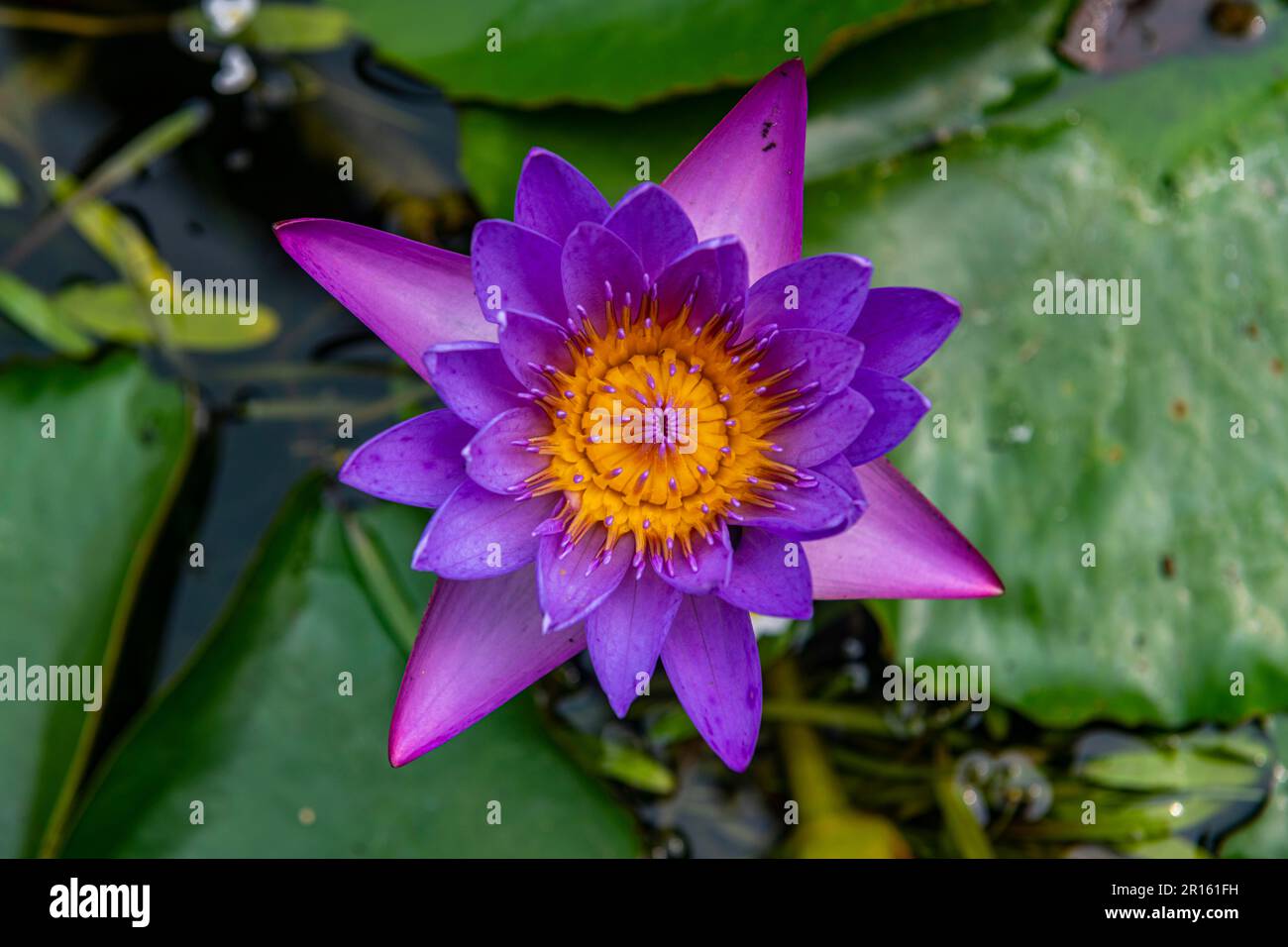 Blooming flowers, Kisantu botanical gardens, Kisantu, DR Congo Stock ...