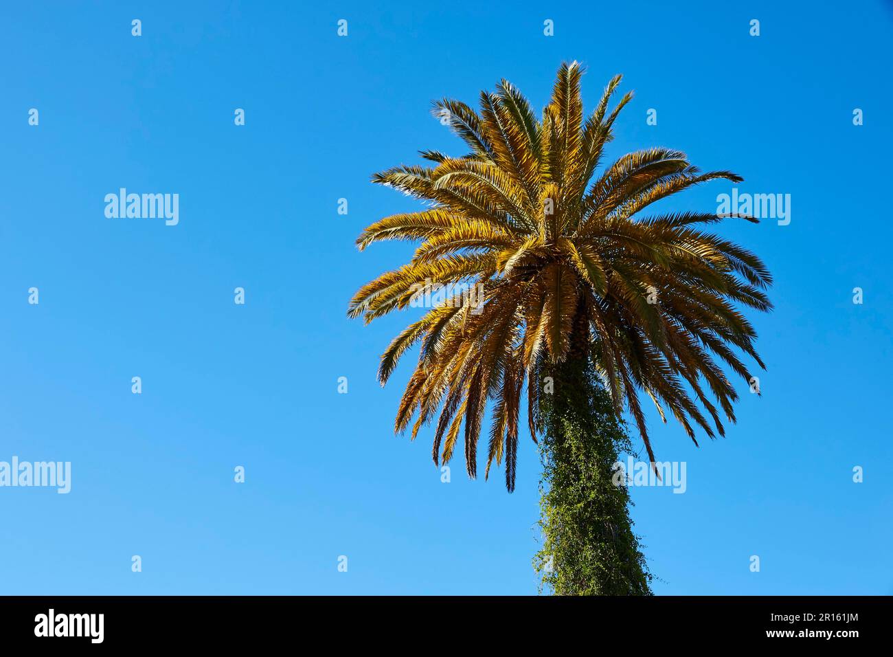Single palm tree against a blue sky, Barranco de Fataga, gorge, Massif ...