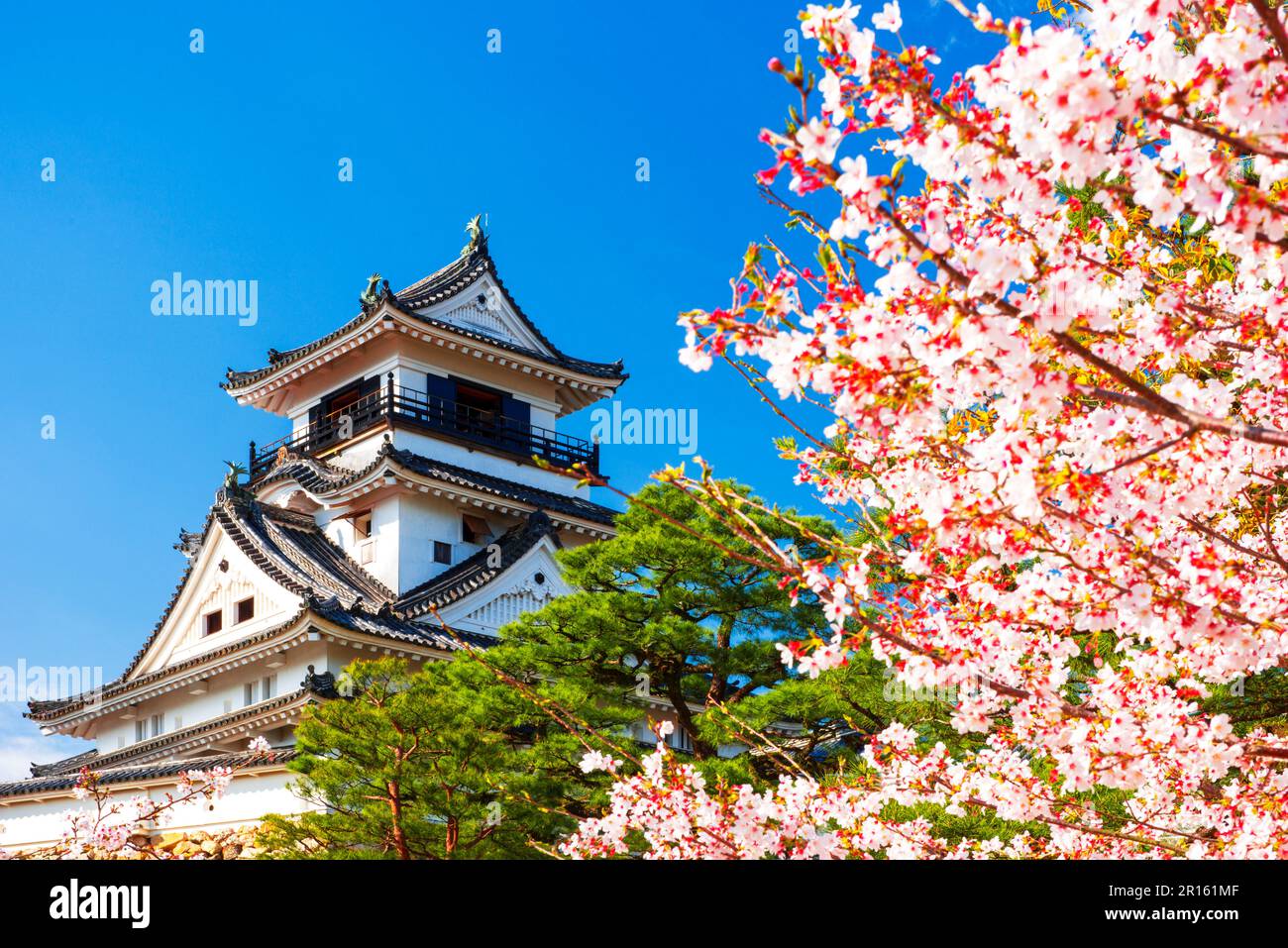 Cherry Blossom Kochi Castle Stock Photo - Alamy