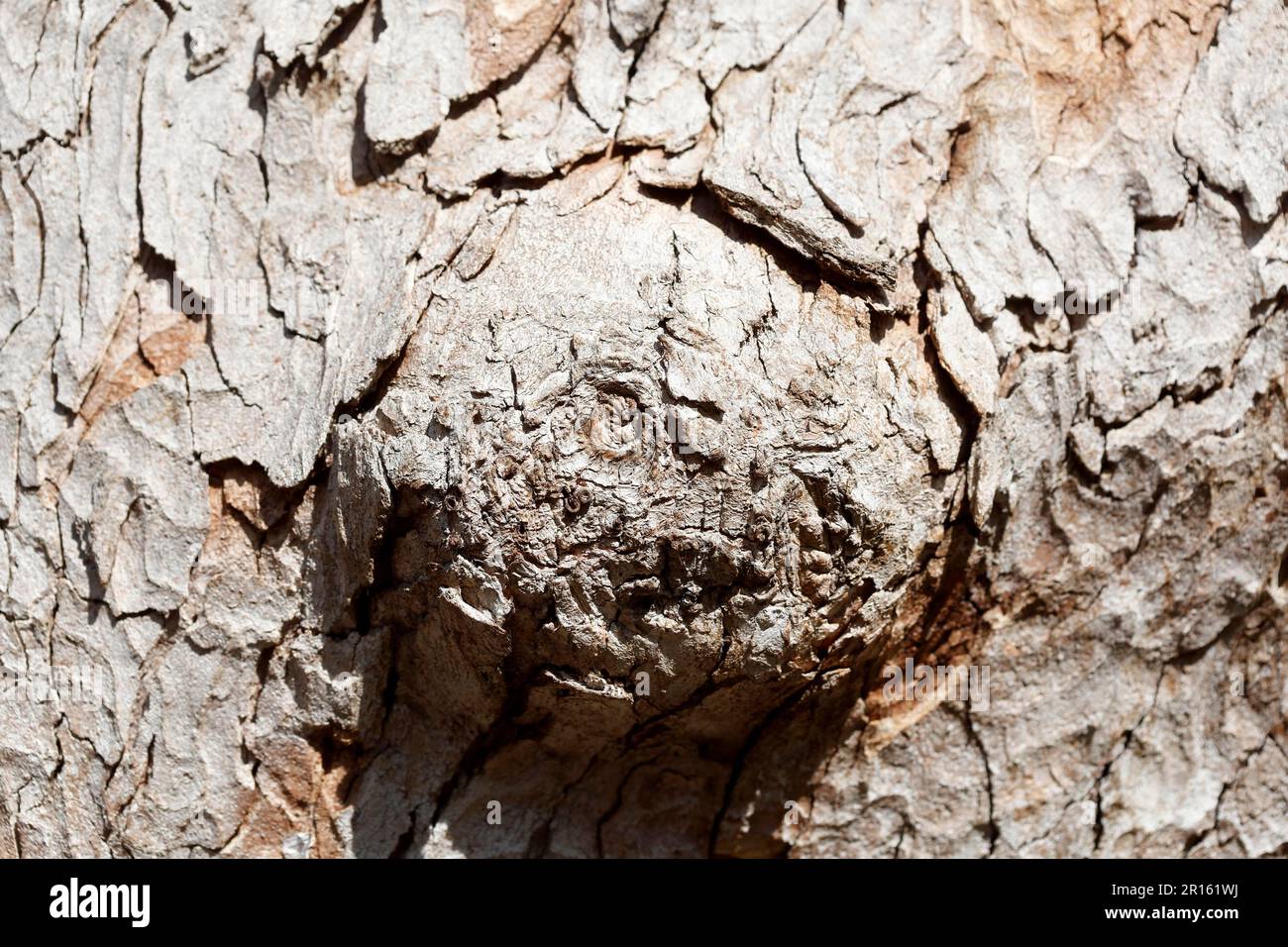 Bark tree trunk hi-res stock photography and images - Alamy