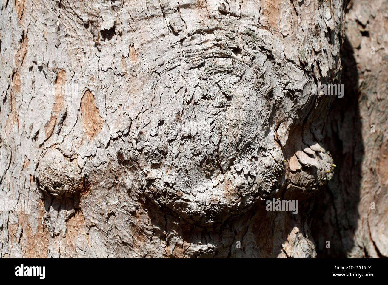 Tree trunk with bark and burl, Germany Stock Photo - Alamy
