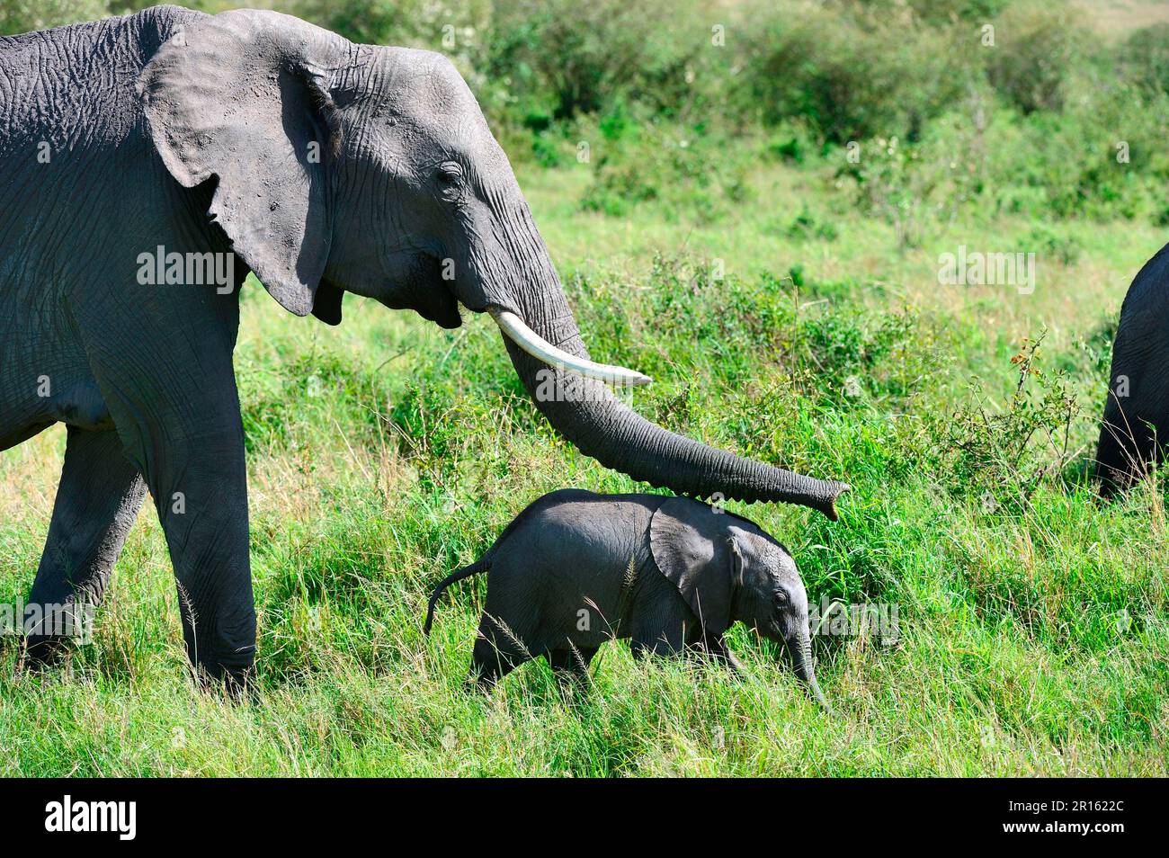 Female african elephant (Loxodonta africana) female touching her young ...