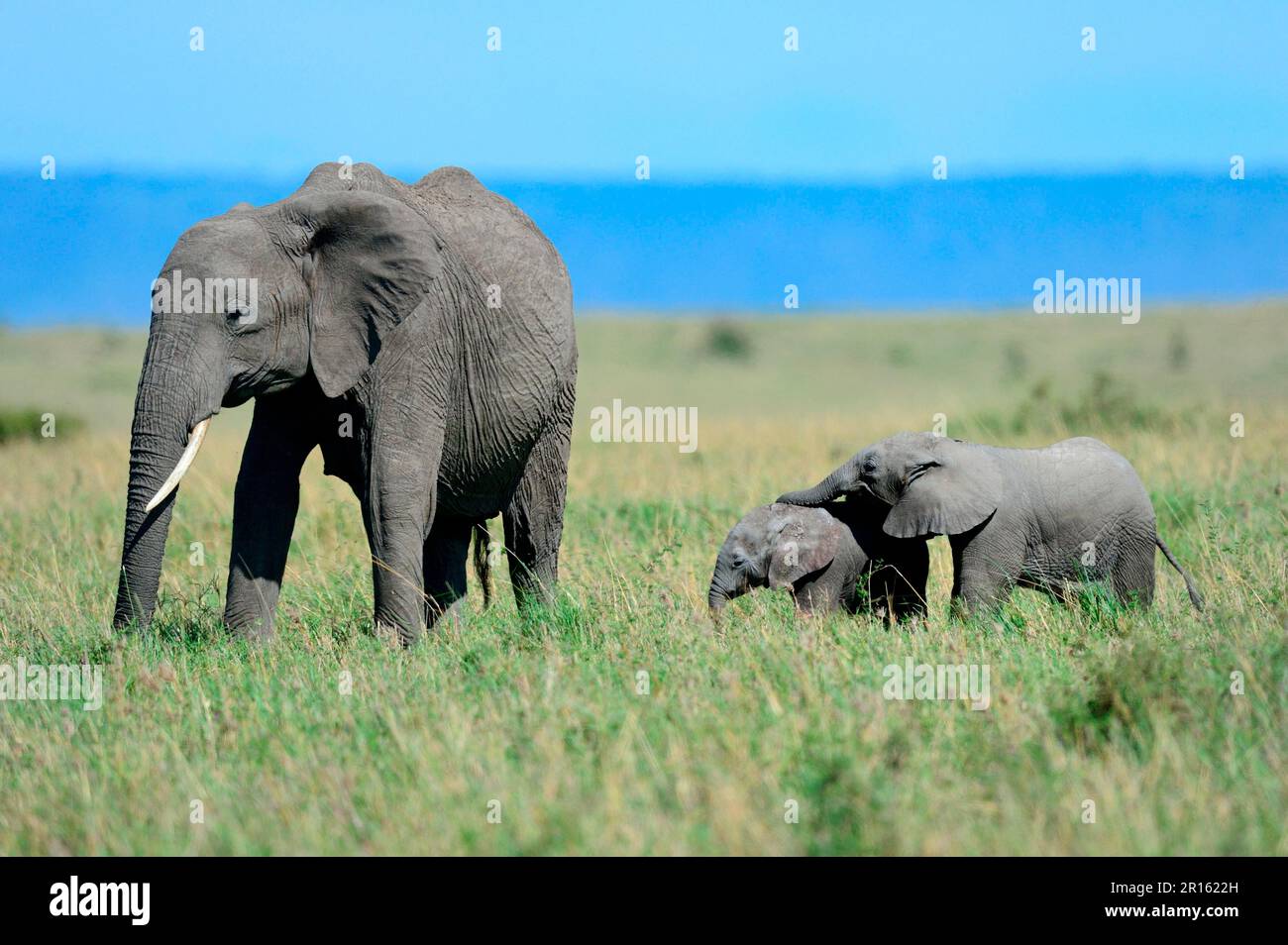 Female african elephant (Loxodonta africana) grazing with her young ...