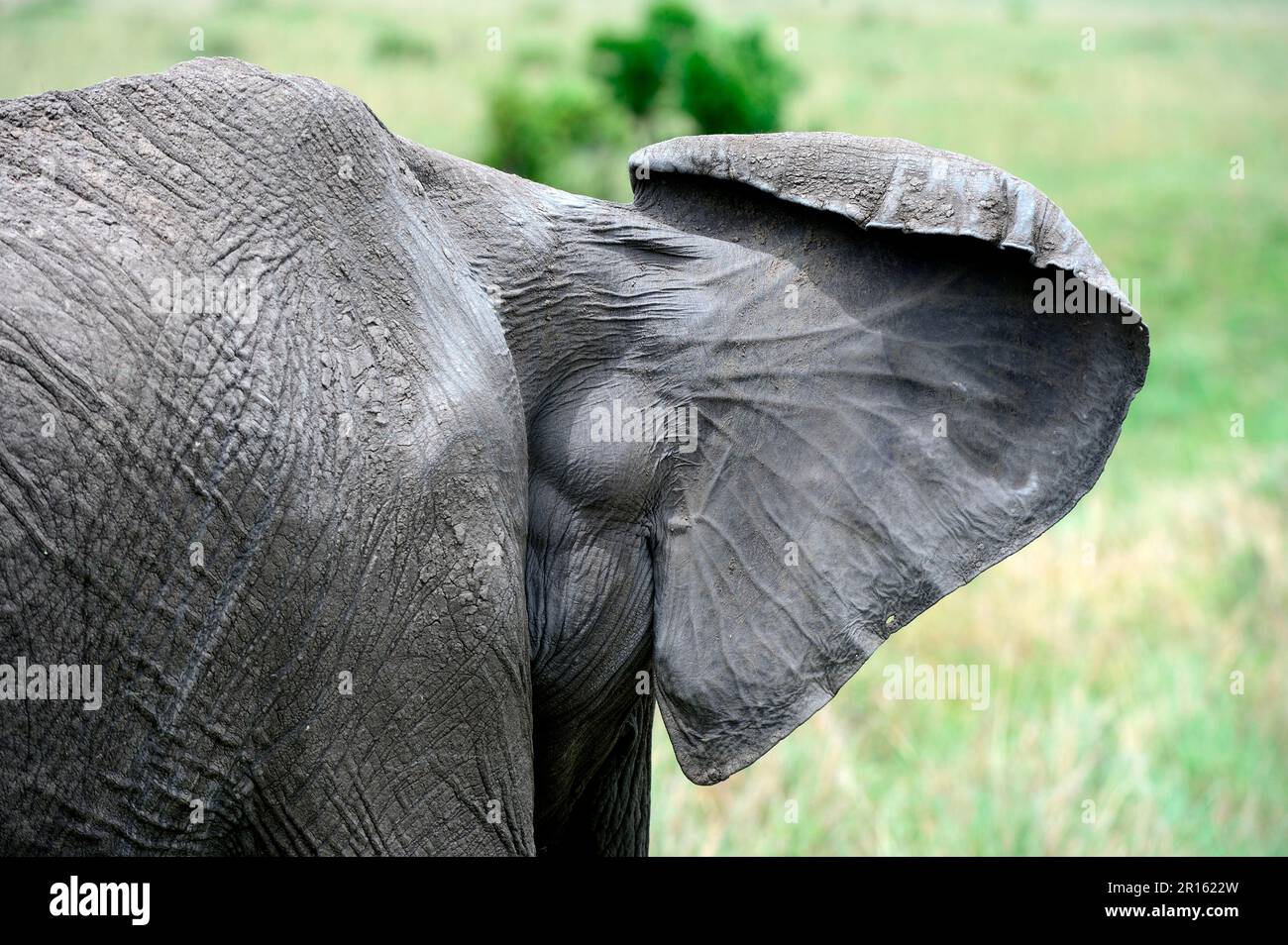 African elephant (Loxodonta africana) rear view of ear showing veins ...