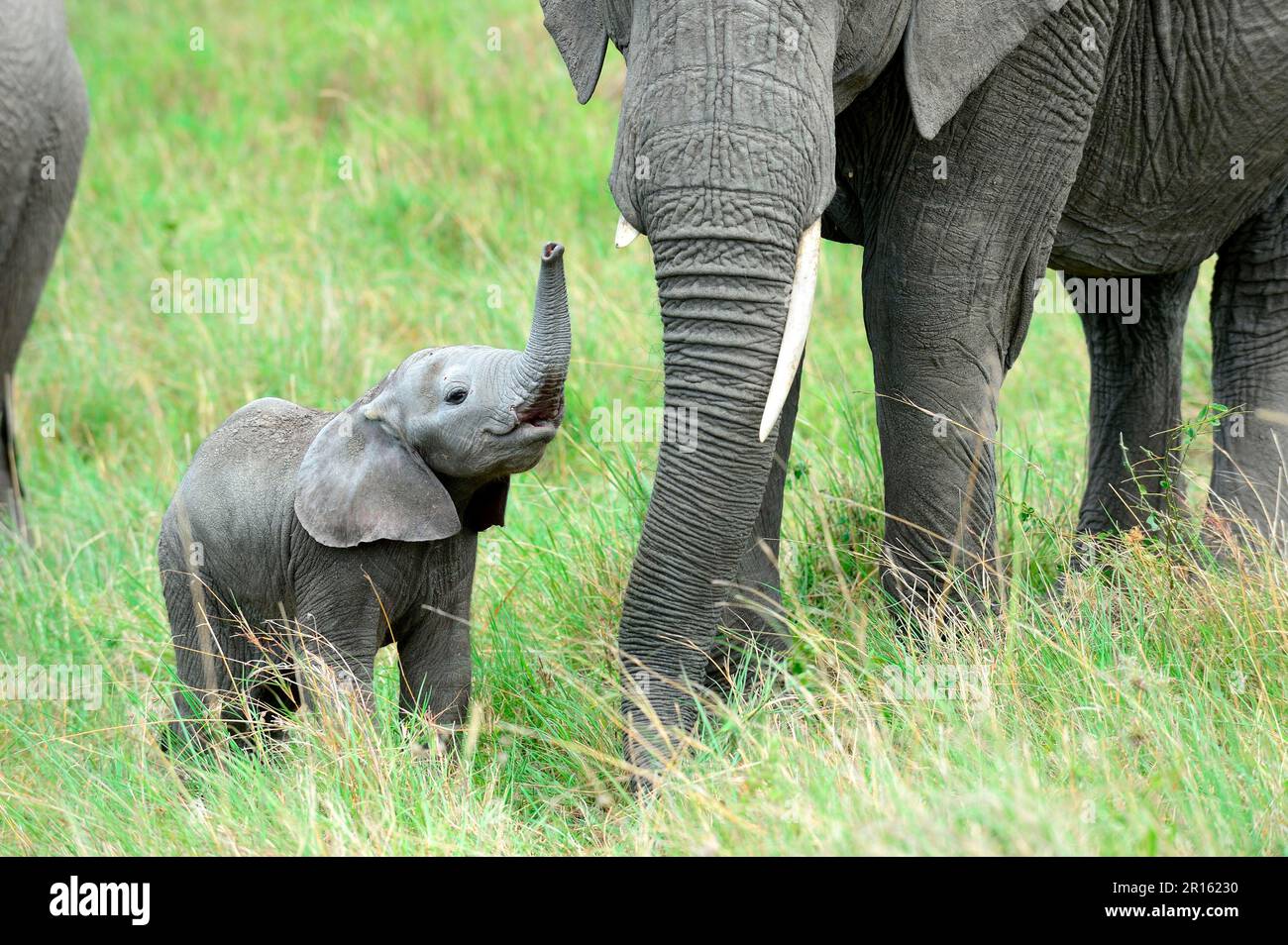 African elephant (Loxodonta africana) calf, aged approx. 2 months ...