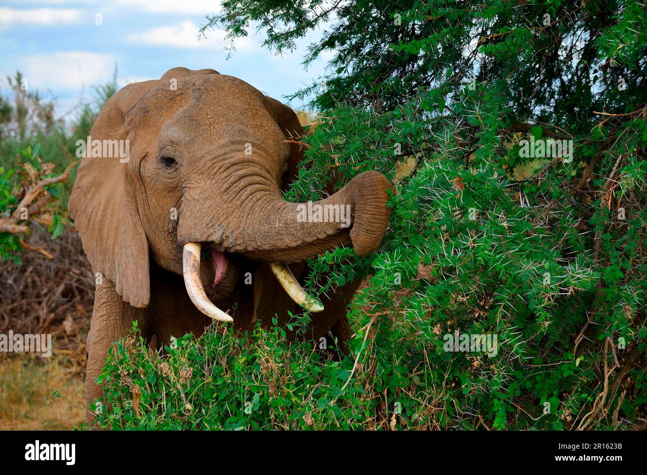 African elephant (Loxodonta africana) feeding on acacia thorn bush ...