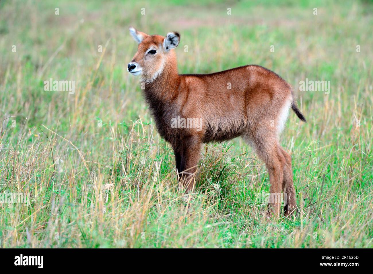 Baby Waterbuck