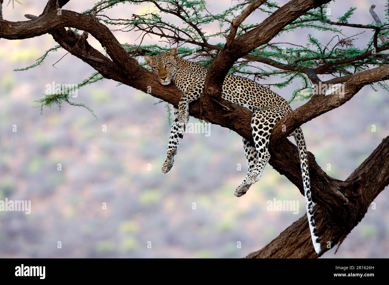 Black panther in tree hi-res stock photography and images - Alamy