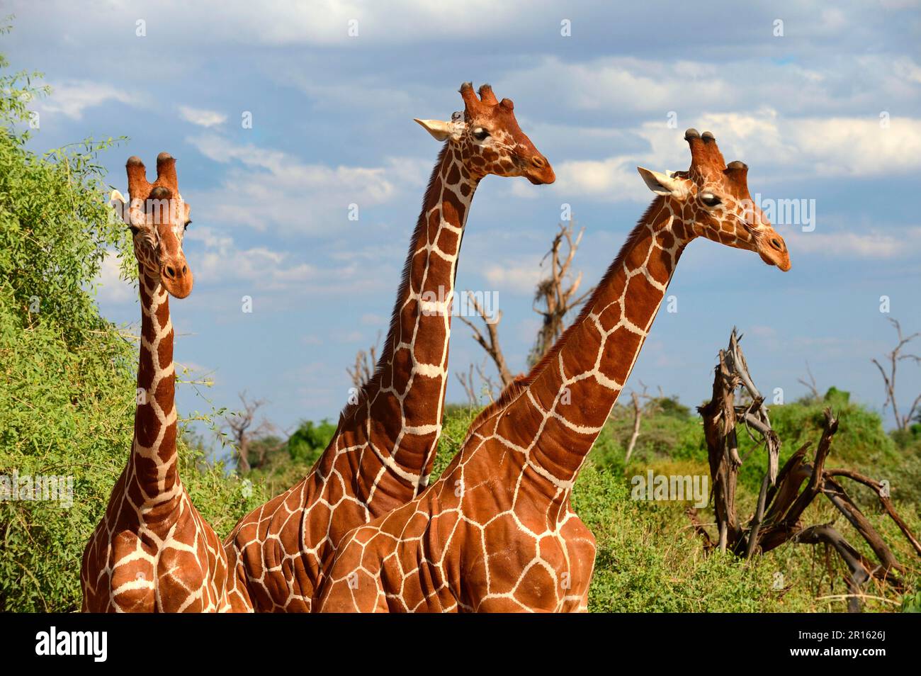 Reticulated giraffe (Giraffa camelopardalis reticulata) Samburu ...
