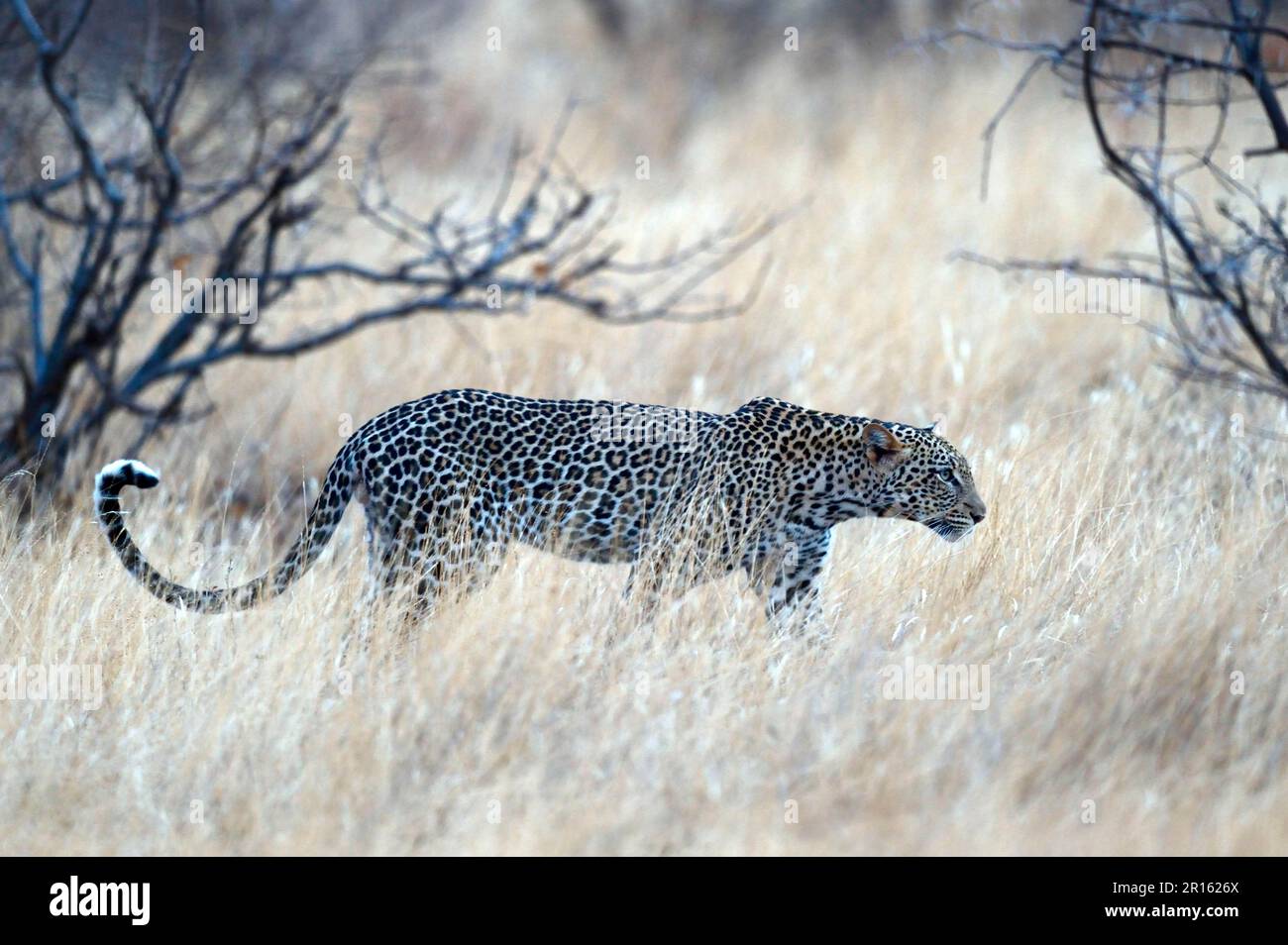 Black leopard kenya hi-res stock photography and images - Alamy