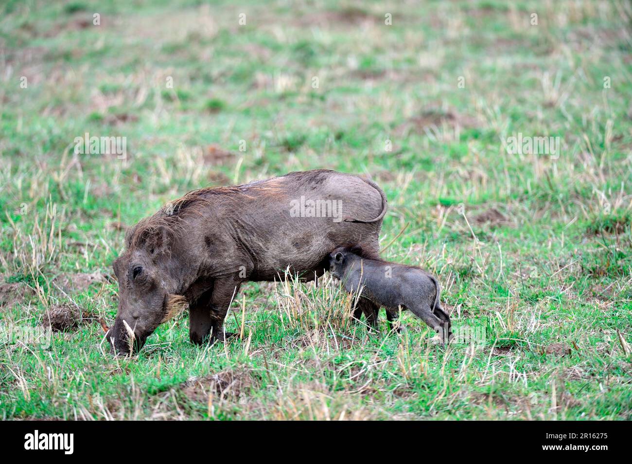 Warthog piglet suckling from its mother (Phaecochoerus aethiopicus ...