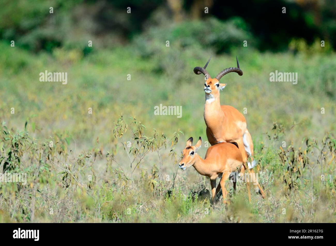 Impala (Aepyceros melampus), mating, Nakuru National Park, October ...