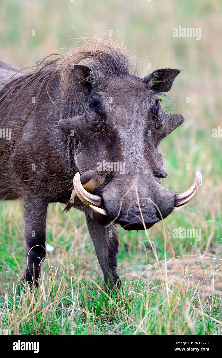 Warthog (Phaecochoerus aethiopicus/ Phacochoerus aethiopicus) with ...