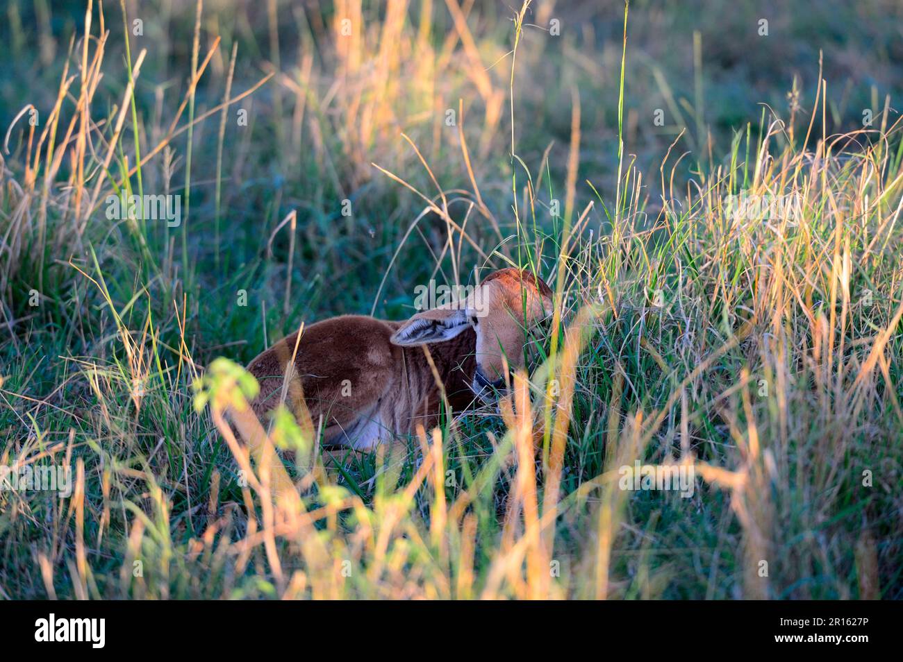 Topi calf resting and lying hidden in grass (Damaliscus korrigum ...