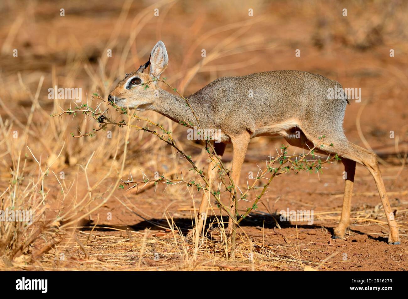 Kirk's dik dik (Madoqua kirkii) feeding on acacia bush, Samburu National Reserve, October, Kenya ...