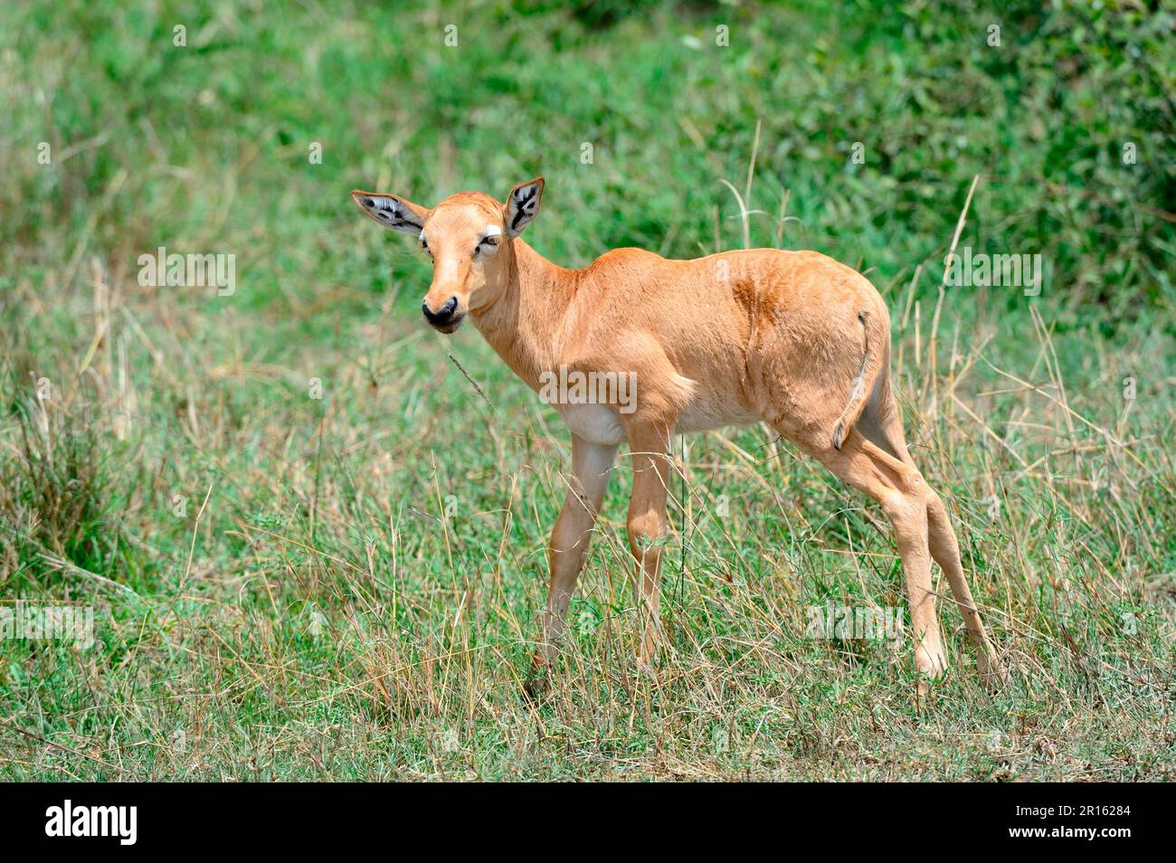 Topi calf (Damaliscus korrigum), Masai Mara National Reserve, Kenya ...