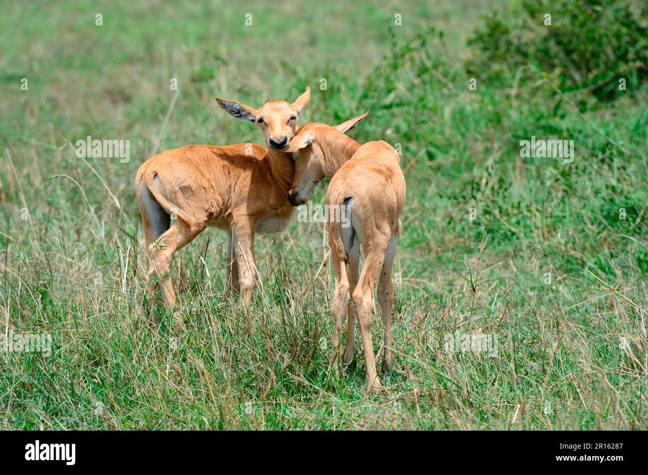 Topik calves hi-res stock photography and images - Alamy