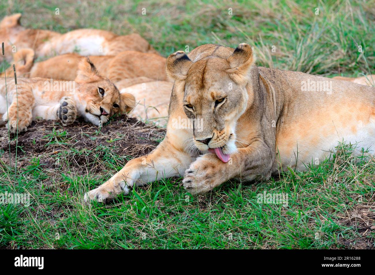 Lion (Panthera leo), lioness and cub grooming, Masai Mara National ...