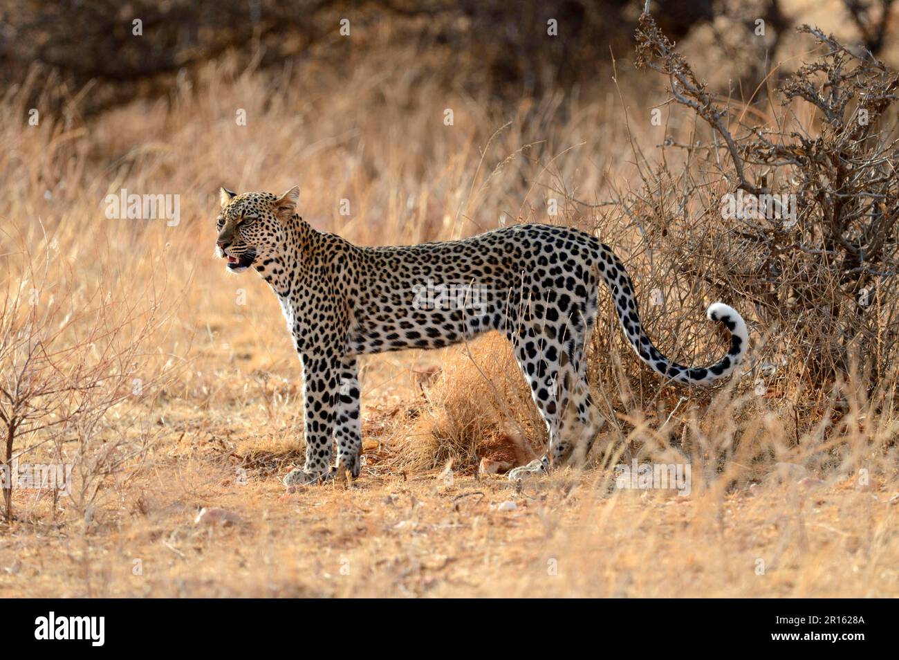 Leopard (Panthera pardus) guarding in the bush, Samburu National ...