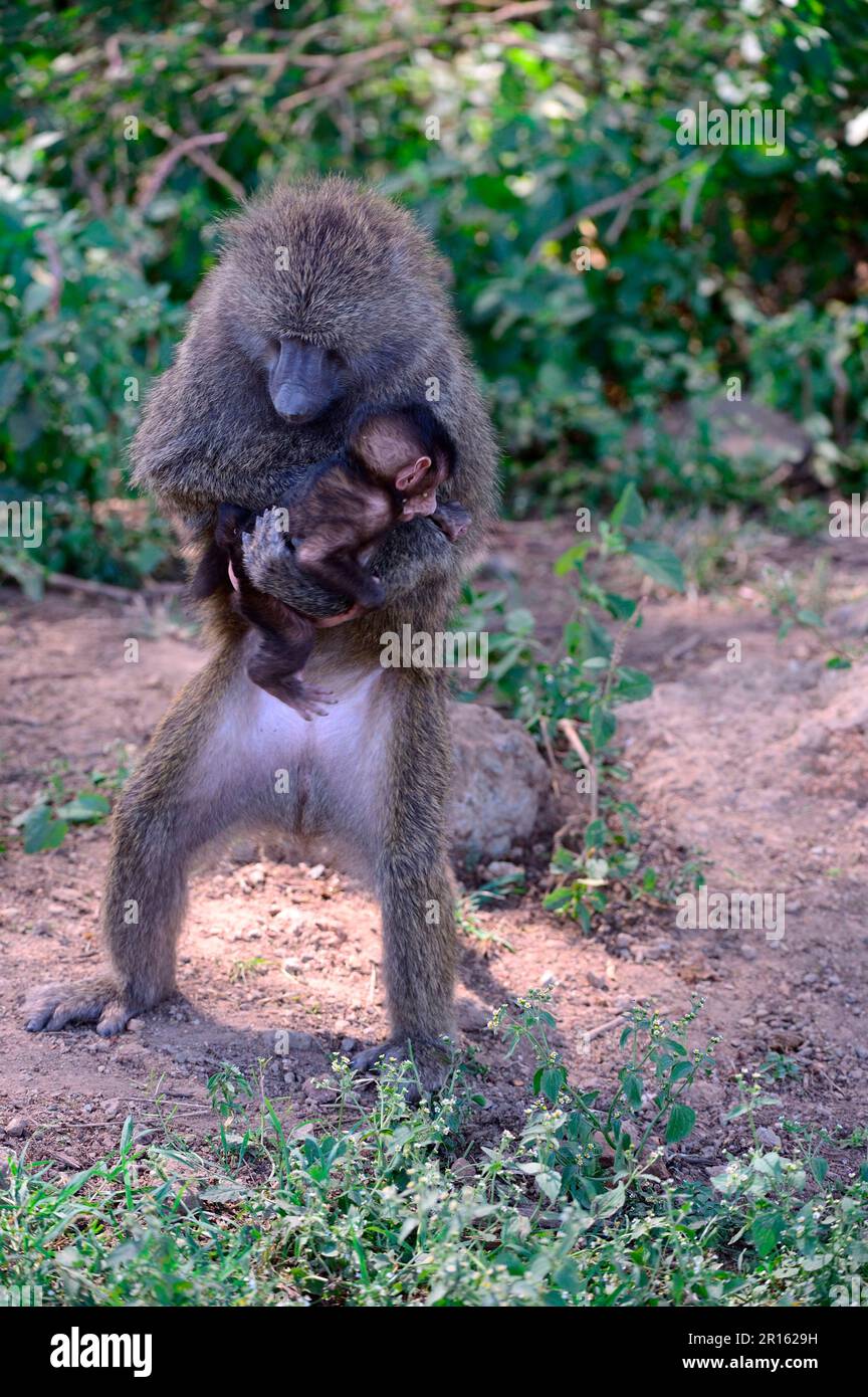 Olive baboon (Papio anubis) steals baby from its Olive baboon, Nakuru ...