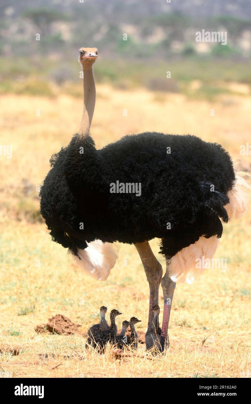 Male ostrich protecting chicks from the sun with its wings (Struthio ...