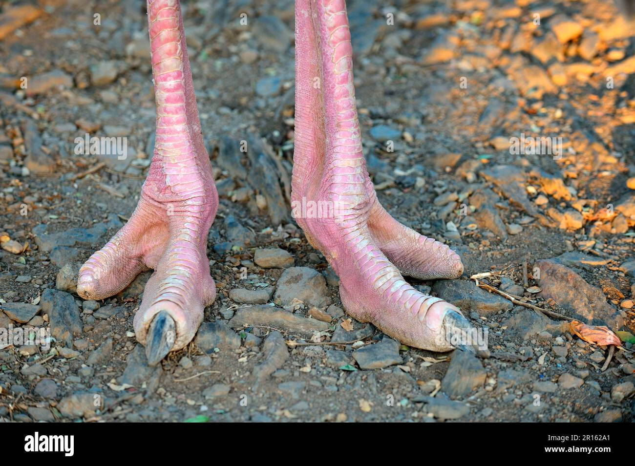 Ostrich feet hi-res stock photography and images - Alamy