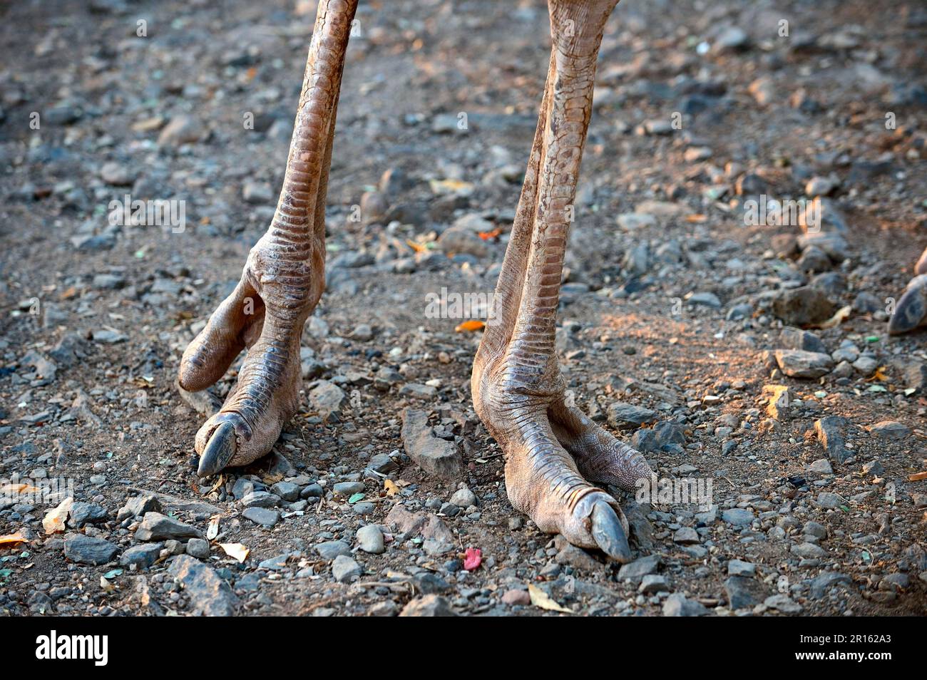 Ostrich foot detail hi-res stock photography and images - Alamy