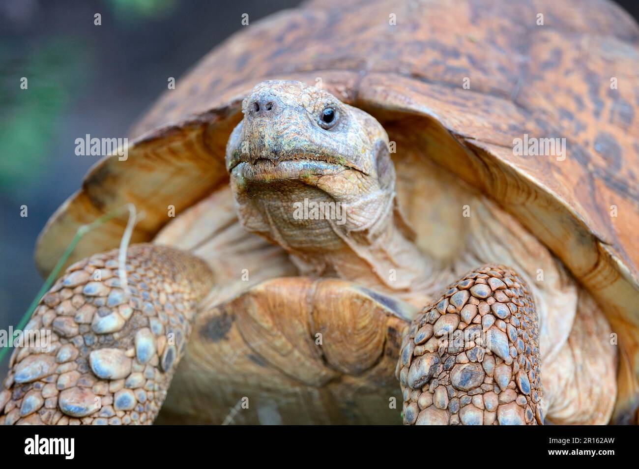 Leopard tortoise (Geochelone pardalis) Bogoria Lake, Kenya, Africa ...