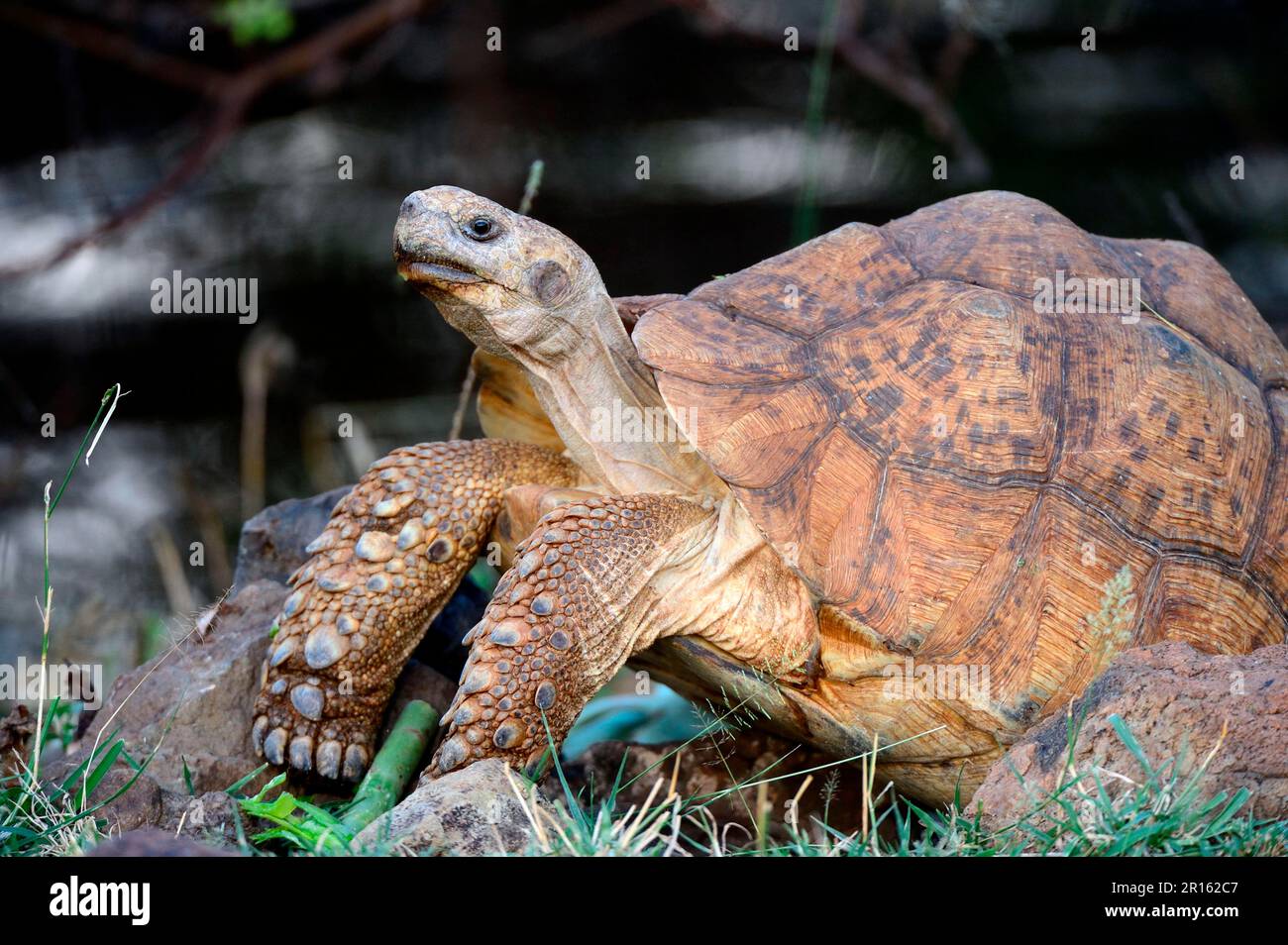 Leopard tortoise kenya hi-res stock photography and images - Alamy