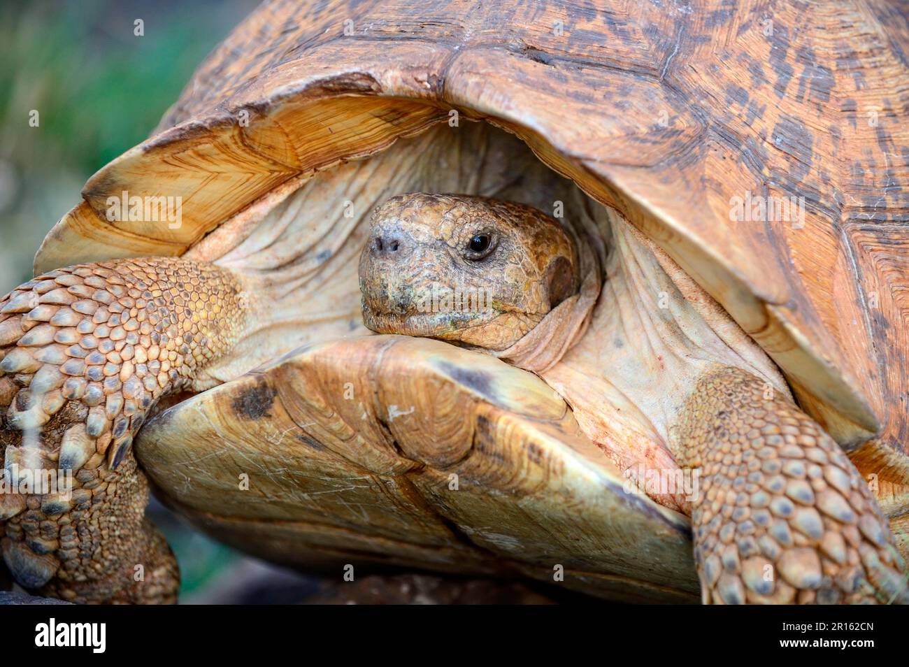 Leopard tortoise kenya hi-res stock photography and images - Alamy