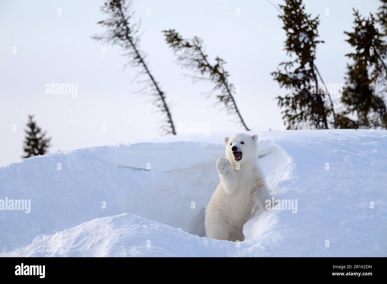 Polar Bear Ursus Maritimus Cub 3 Months Playing In Front Of The Day