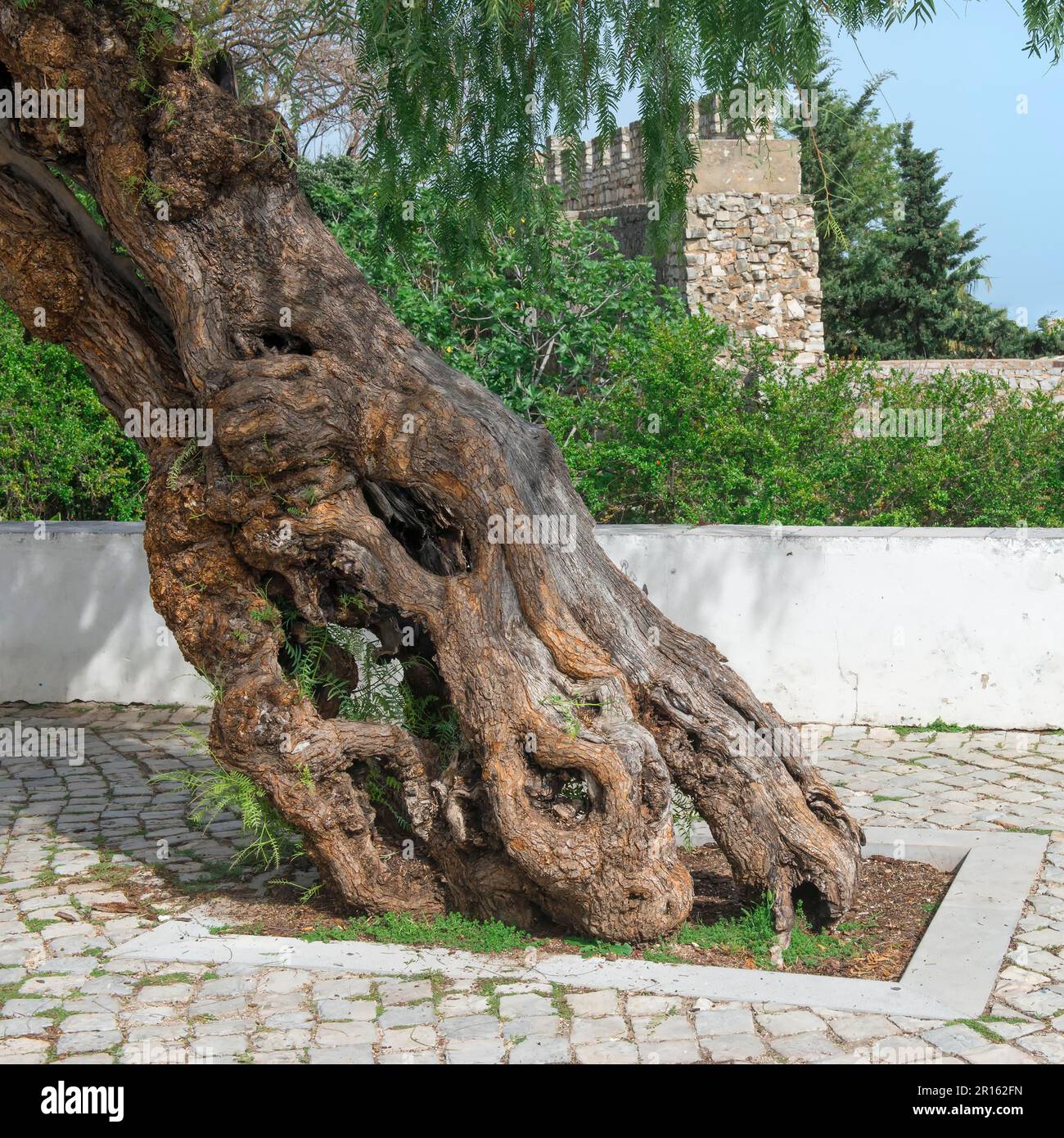 Square trunk tree hi-res stock photography and images - Alamy