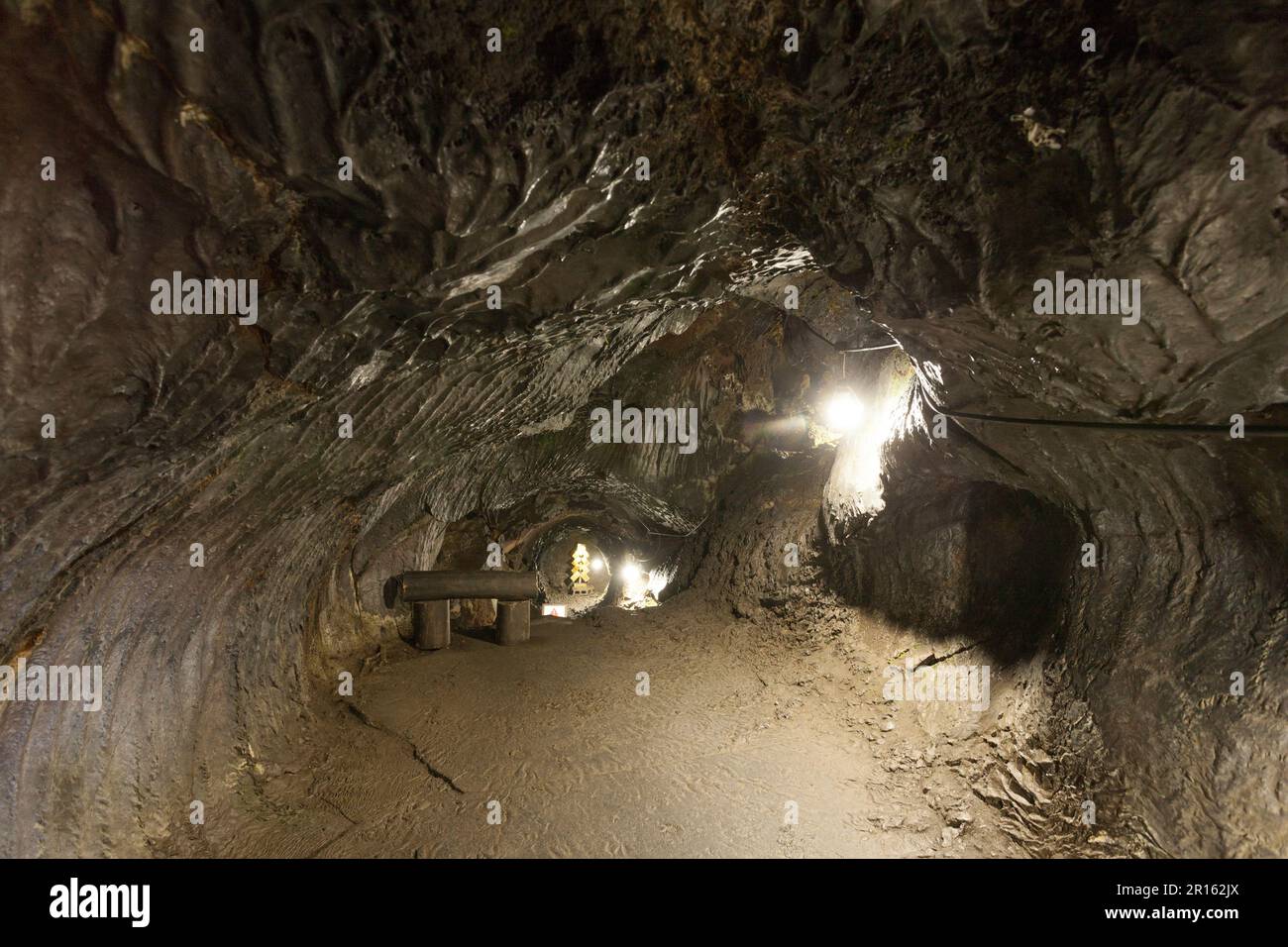 Funatsu womb tree Stock Photo - Alamy