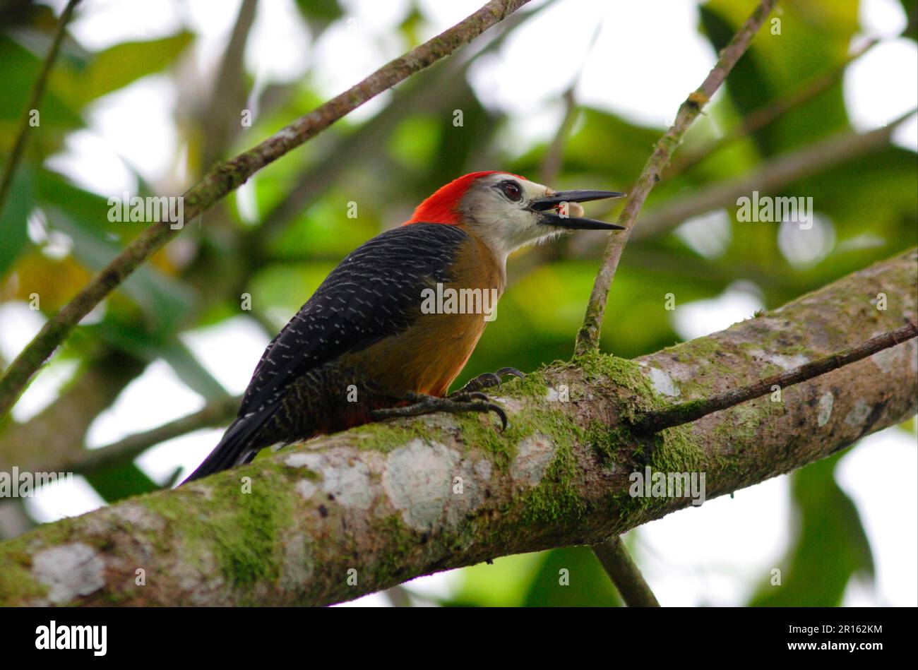 Jamaican woodpecker (Melanerpes radiolatus), Jamaican Woodpeckers ...