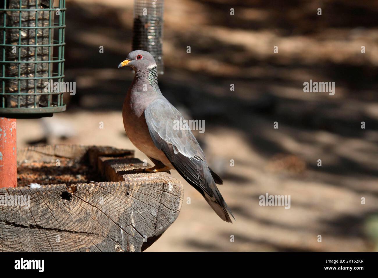 Scaly-necked Pigeon, Band-tailed Pigeon, Scaly-necked Pigeon, Band ...