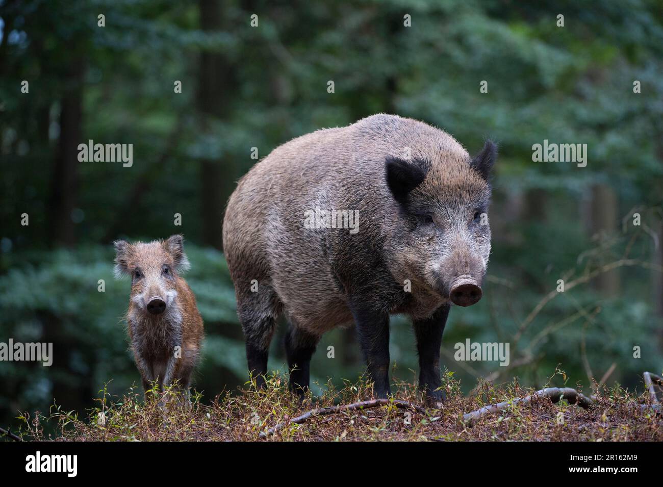 Boar face hi-res stock photography and images - Alamy