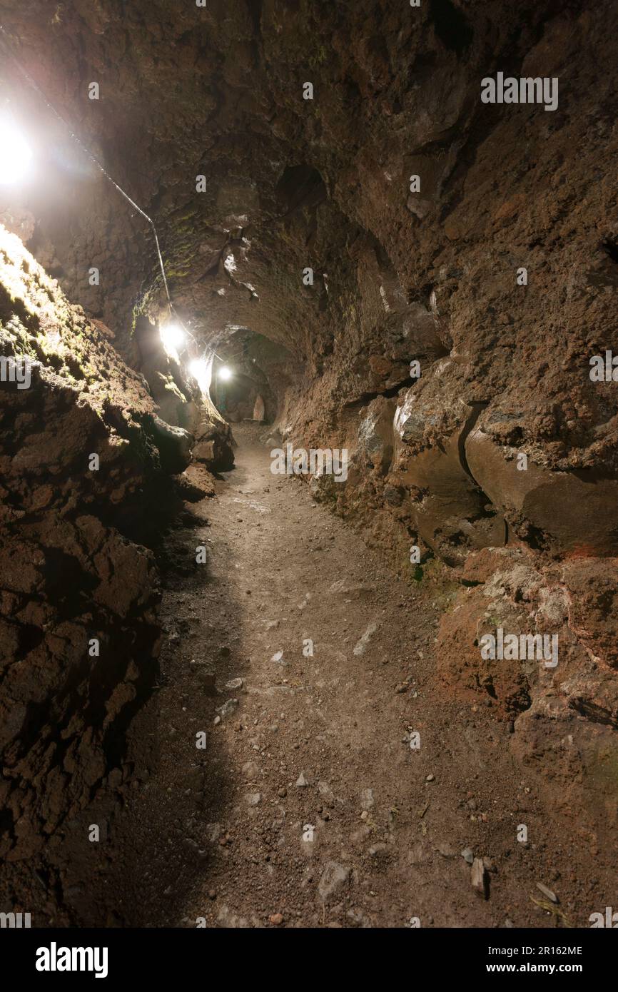 Funatsu womb tree type hi-res stock photography and images - Alamy