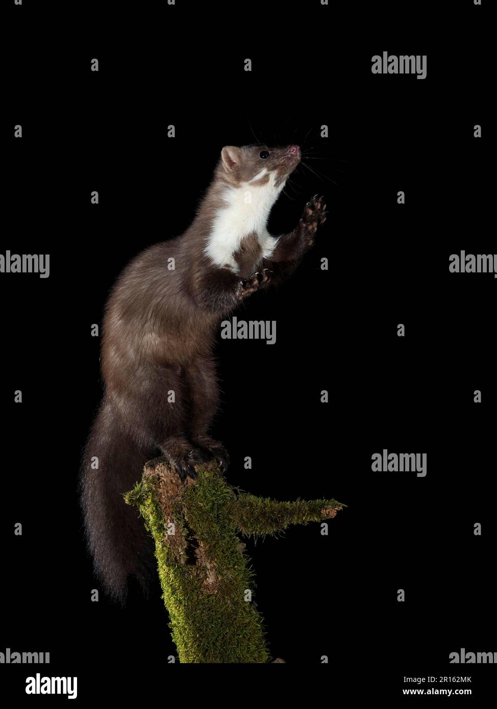 Common marten hi-res stock photography and images - Alamy