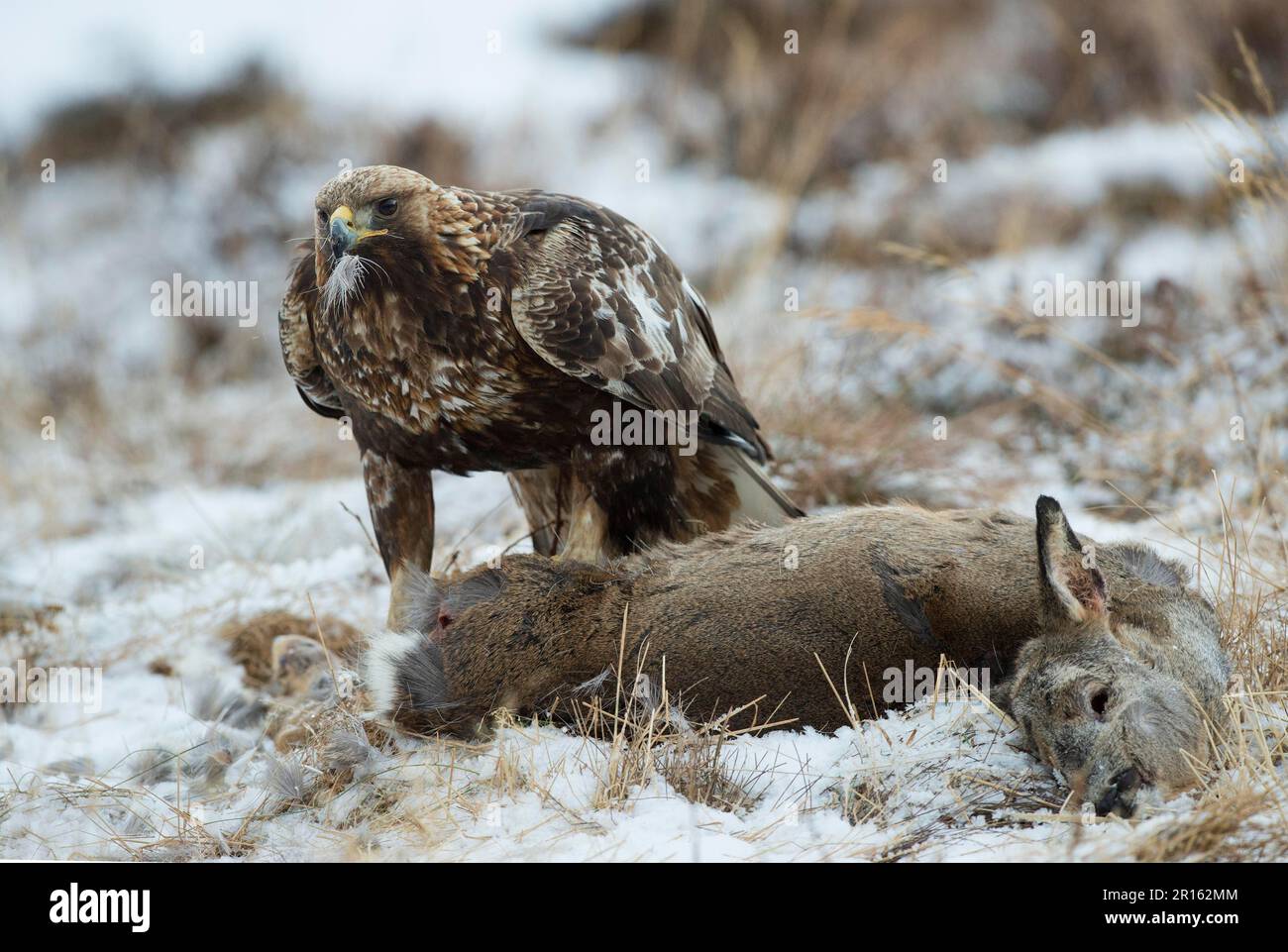 Golden Eagle Aquila Chrysaetos Stock Photo Alamy