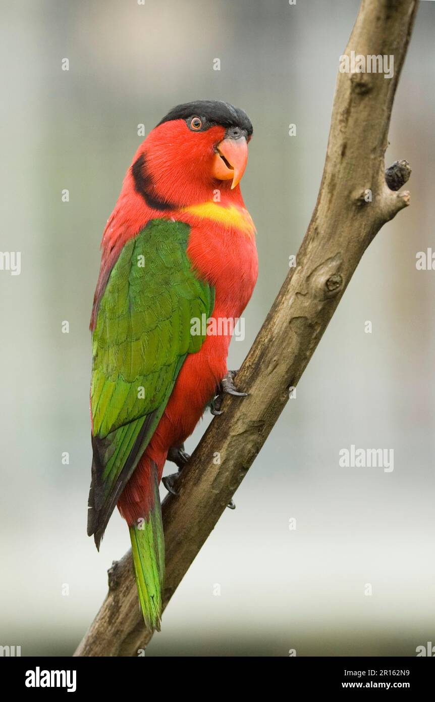 Green-tailed Lory, Green-tailed Loris, Loris, Parrots, Animals, Birds ...
