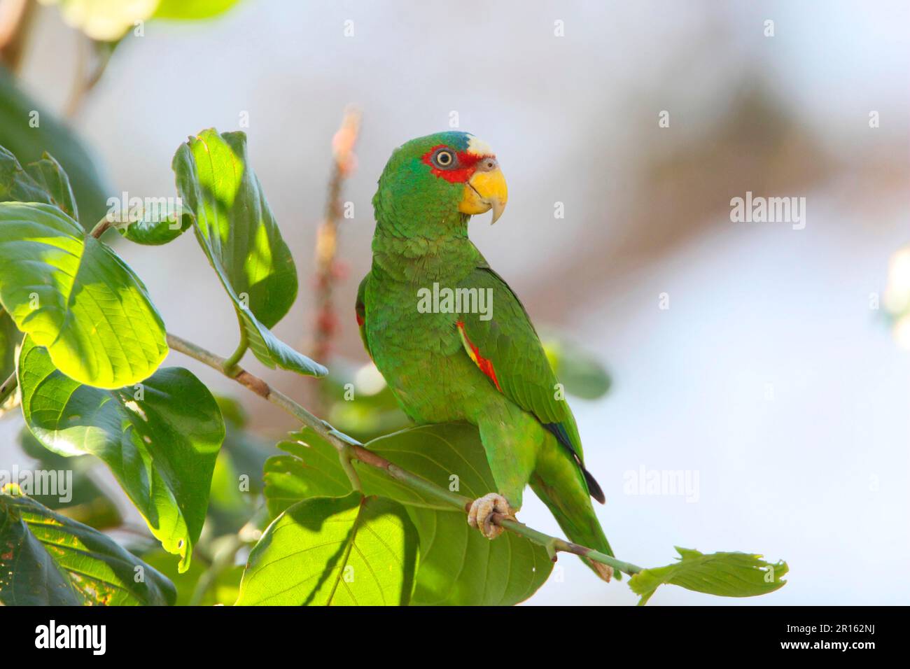 White-fronted Amazon (Amazona albifrons) Parrot adult, perched in tree ...