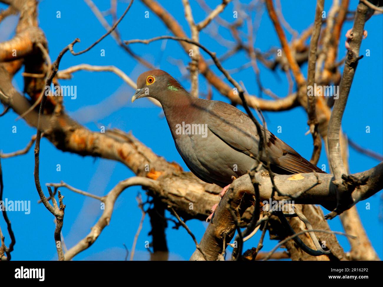 Yellow-eyed Dove (Columba eversmanni) adult, perched in dead tree ...
