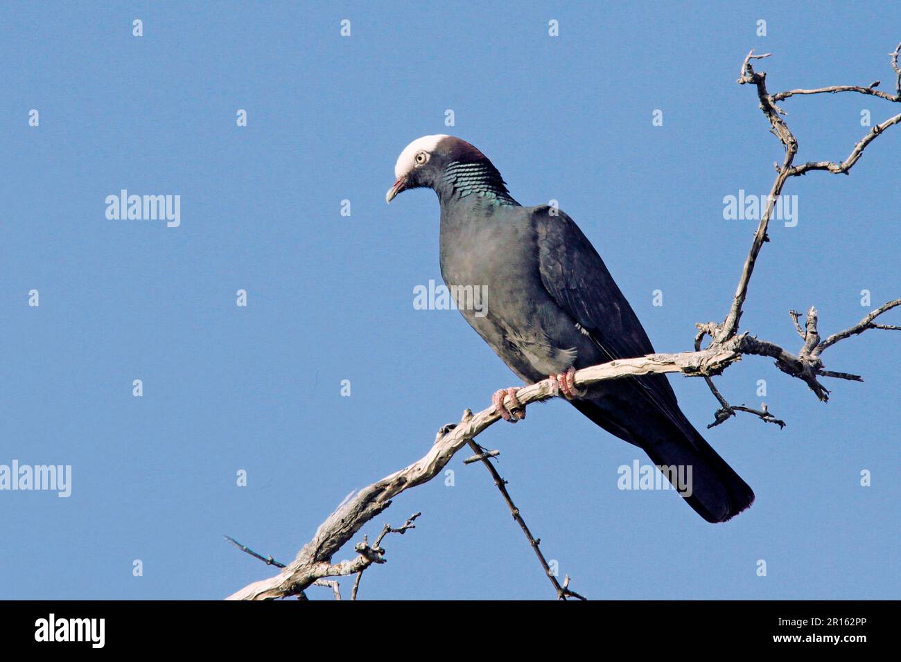 White-headed Pigeon, white-crowned pigeon (Patagioenas leucocephala ...