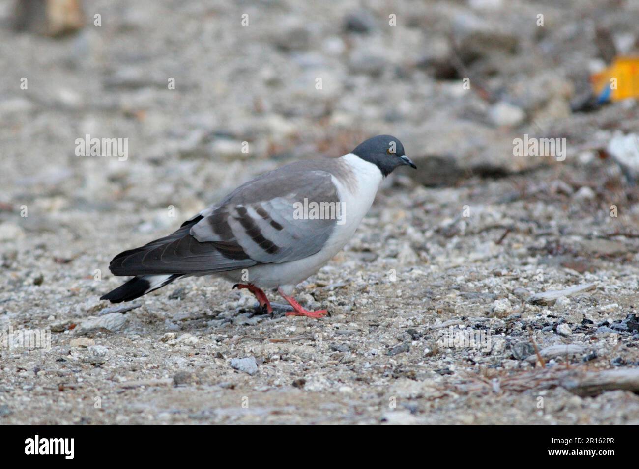 Snow Pigeon (Columba leuconota) adult male, walking, Arunachal Pradesh ...